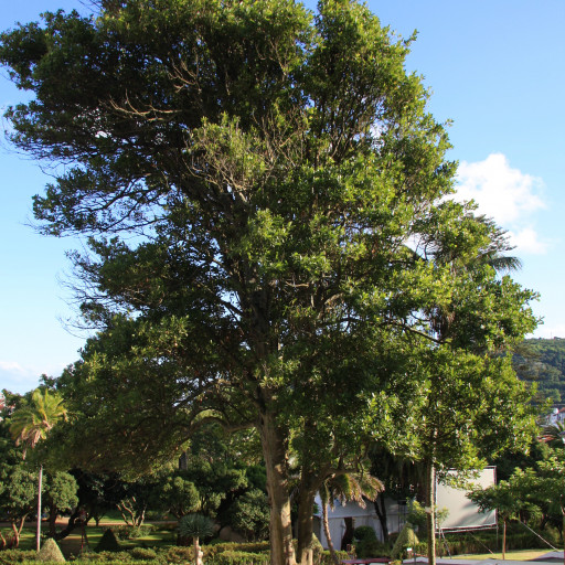 Bay Laurel (Laurus Nobilis) Plant Care & How to Grow, Water