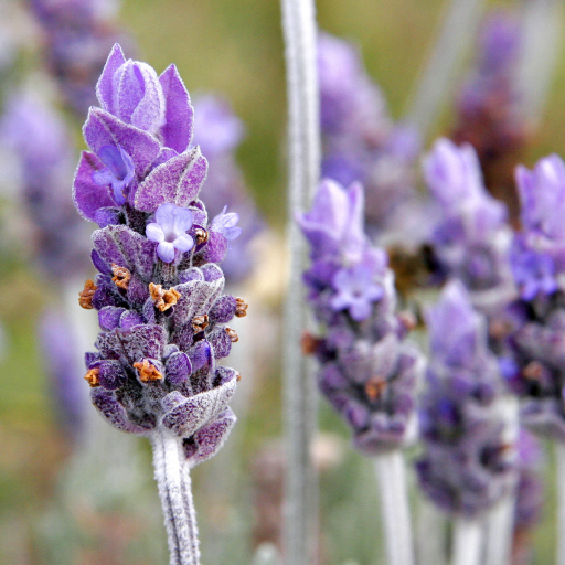 Lavandin (Lavandula Intermedia) Plant Care & How to Grow, Water