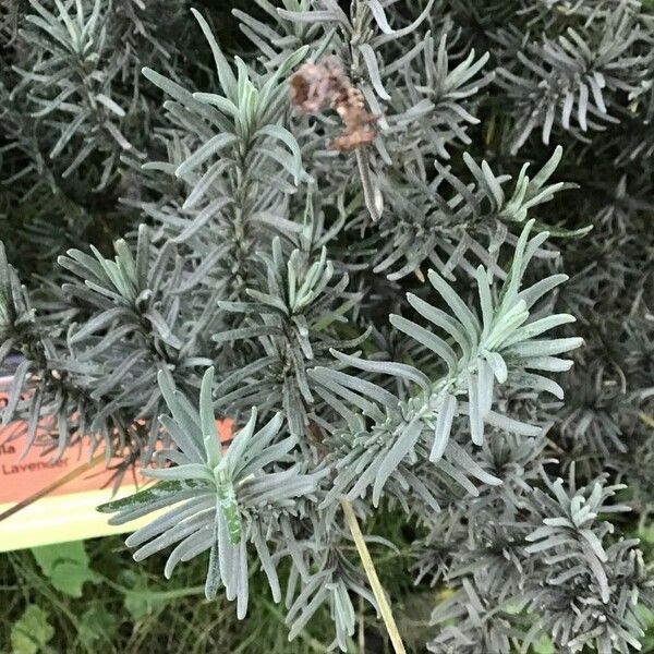 Mount Samhan Lavender (Lavandula Samhanensis) Plant Care & How to Grow ...