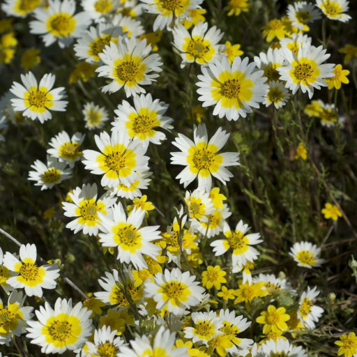 Fremont's Tidytips (Layia Fremontii) Plant Care & How to Grow, Water