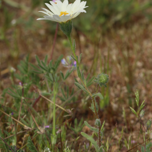 White Layia (Layia Glandulosa) Plant Care & How to Grow, Water
