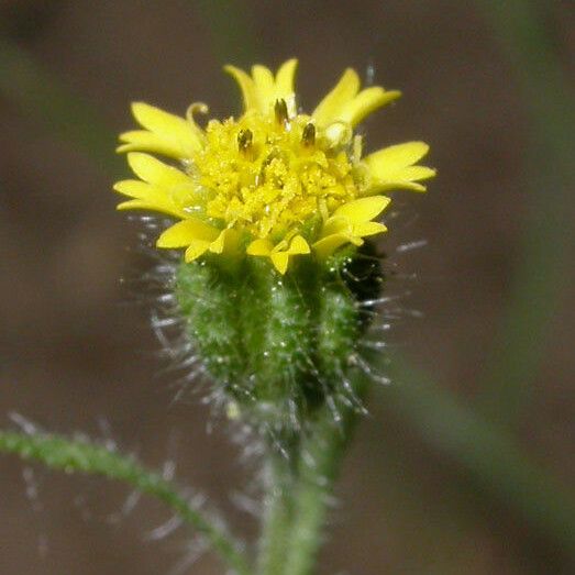 Tall Tidytips (Layia Hieracioides) Plant Care & How to Grow, Water