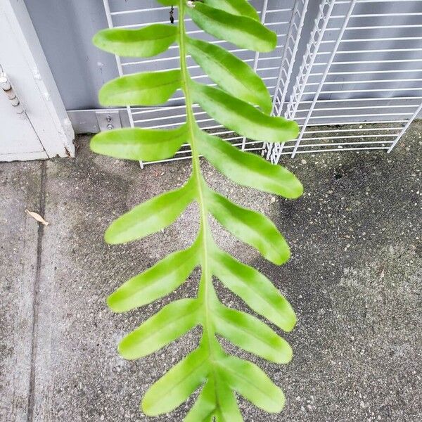 Lecanopteris Lomarioides Plant Care & How to Grow, Water