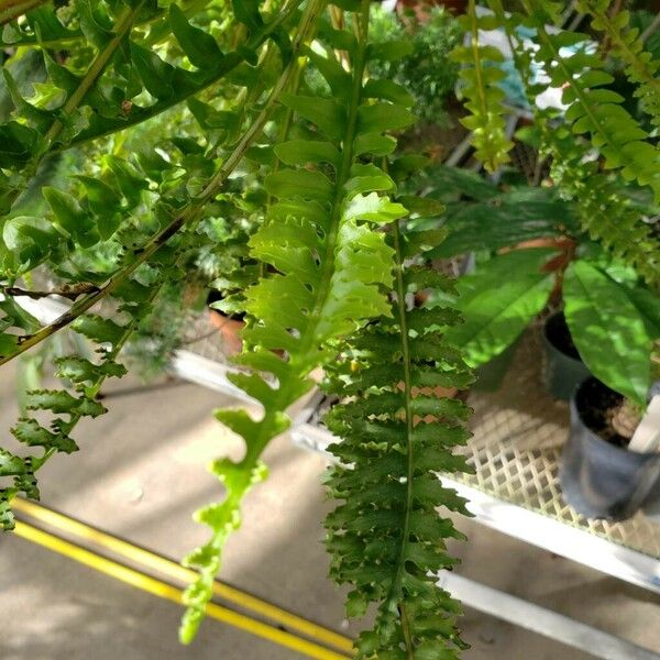 Lecanopteris Luzonensis Plant Care & How to Grow, Water