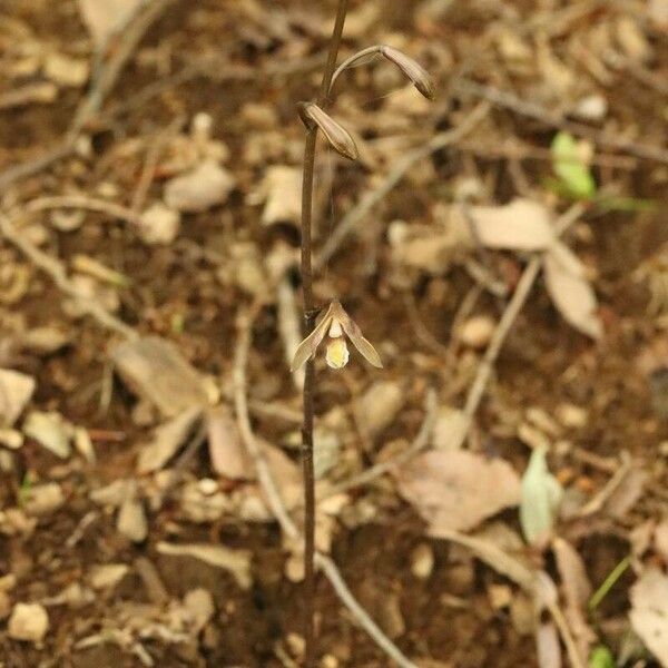 Leafless Lecanorchis (Lecanorchis Japonica) Plant Care & How to Grow, Water