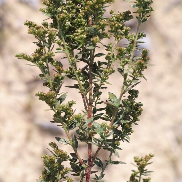 Hairy Pinweed (Lechea Mucronata) Plant Care & How to Grow, Water