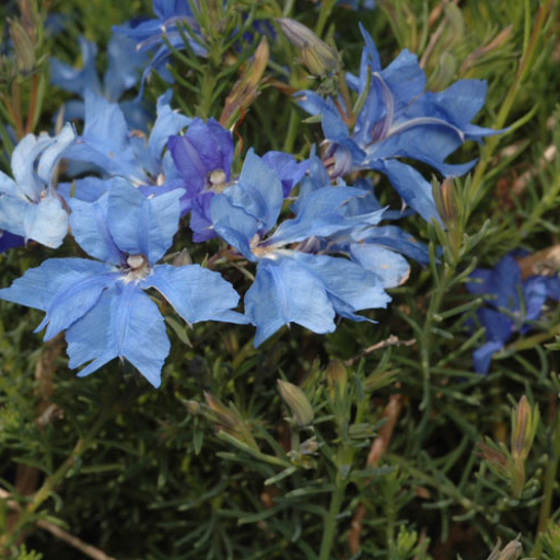 Lechenaultia Biloba Plant Care & How to Grow, Water