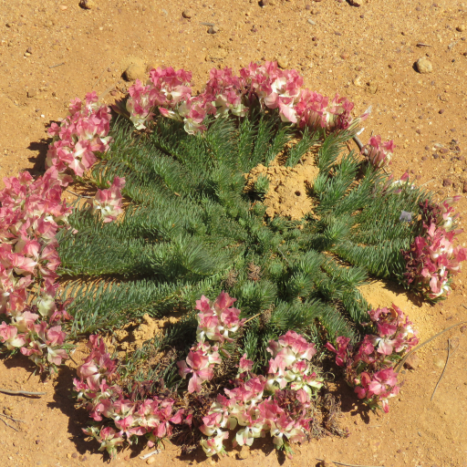 Wreath Leschenaultia (Lechenaultia Macrantha) Plant Care & How to Grow ...