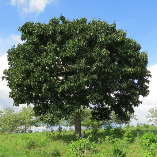 Monkey Pot (Lecythis Ampla) Plant Care & How to Grow, Water