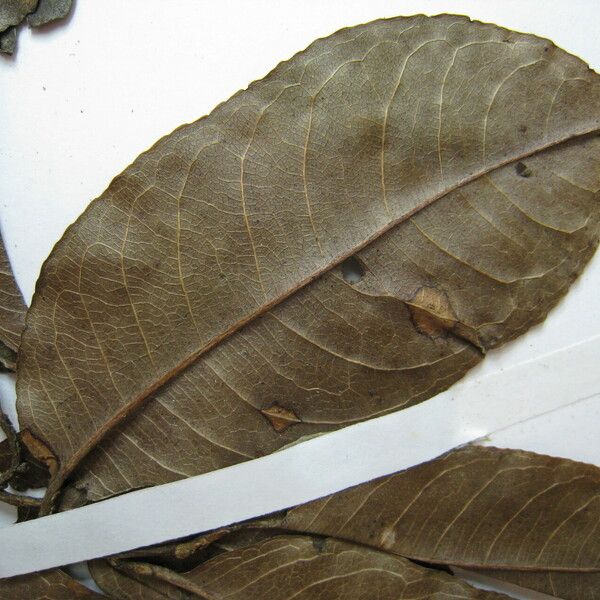 Lecythis Chartacea Plant Care & How to Grow, Water