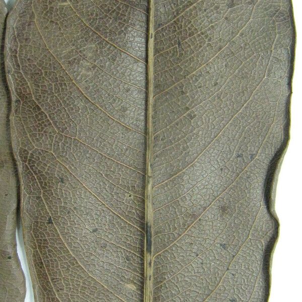 Lecythis Corrugata Plant Care & How to Grow, Water