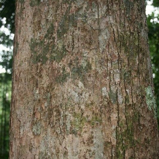 Lecythis Holcogyne Plant Care & How to Grow, Water