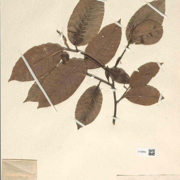 Lecythis Lurida Plant Care & How to Grow, Water