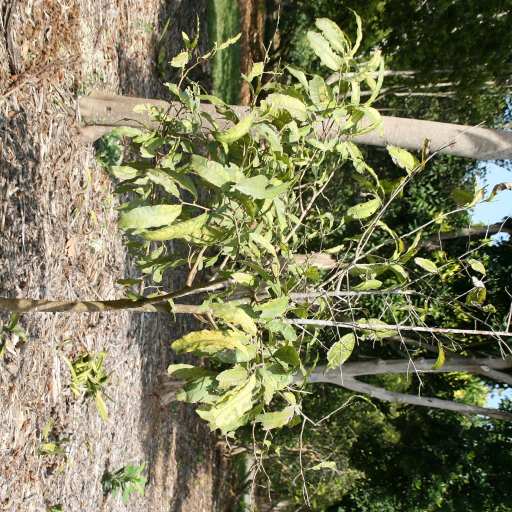 Lecythis (Lecythis Minor) Plant Care & How to Grow, Water