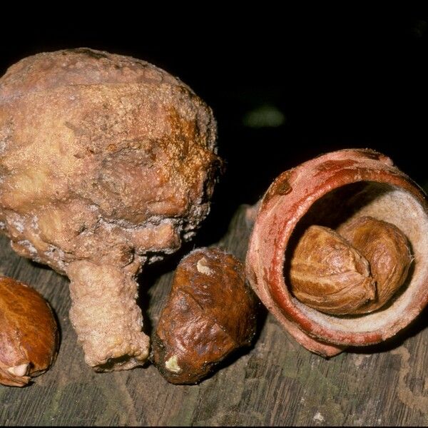 Lecythis Pneumatophora Plant Care & How to Grow, Water