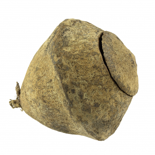 Paradise Nut (Lecythis Zabucajo) Plant Care & How to Grow, Water