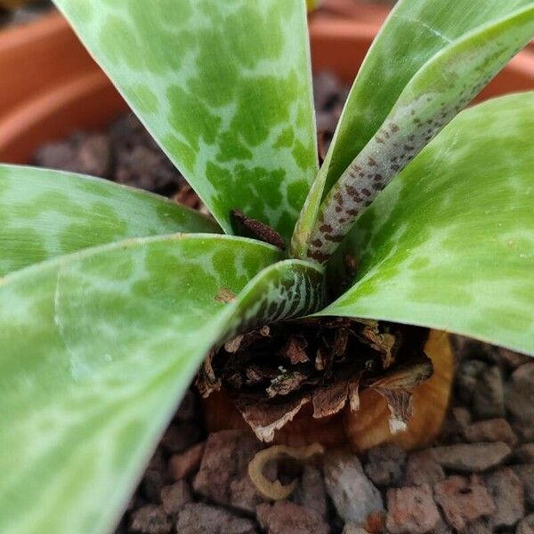 Cooper's Squill (Ledebouria Cooperi) Plant Care & How to Grow, Water