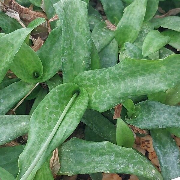 Ledebouria Nitida Plant Care & How to Grow, Water