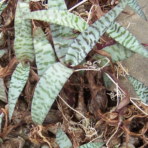 Silver Squill (Ledebouria Socialis) Plant Care & How to Grow, Water