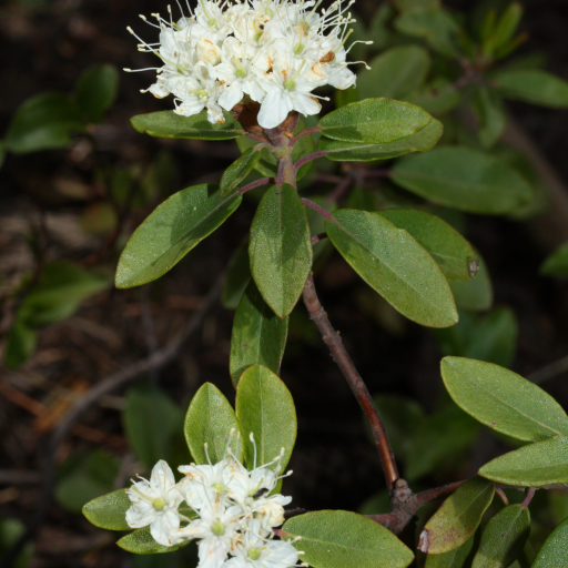 Western Labrador Tea (Ledum Glandulosum) Plant Care & How to Grow, Water