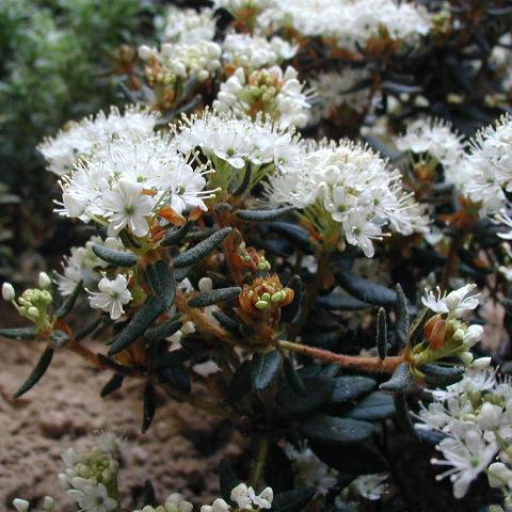 Marsh Labrador Tea (Ledum Palustre) Plant Care & How to Grow, Water