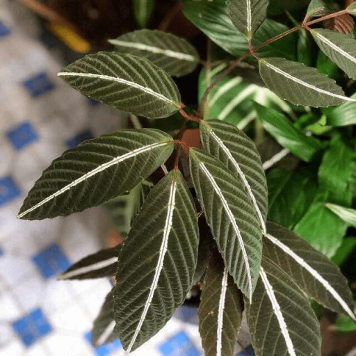 West Indian Holly (Leea Amabilis) Plant Care & How to Grow, Water