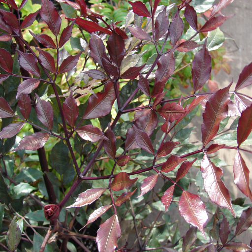 Song Of India (Dracena Reflexa) Plant Care & How to Grow, Water