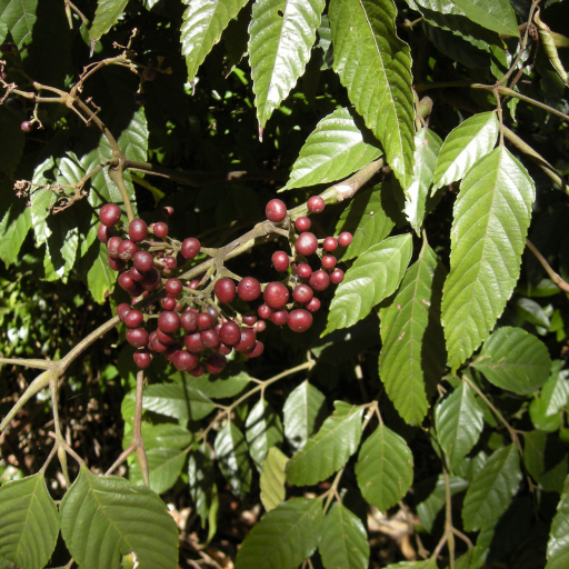 Bandicoot-Berry (Leea Indica) Plant Care & How to Grow, Water