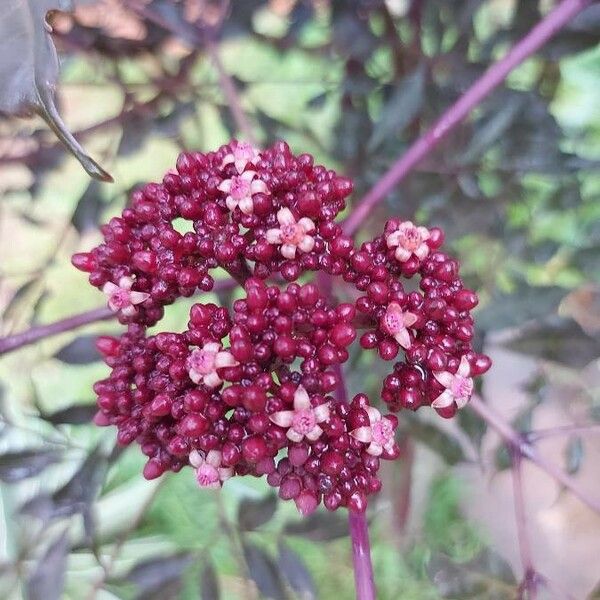 Red Tree Shrub (Leea Rubra) Plant Care & How to Grow, Water