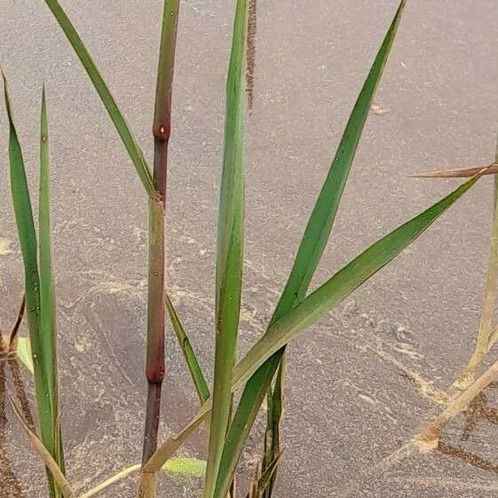 Leersia Ligularis Plant Care & How to Grow, Water