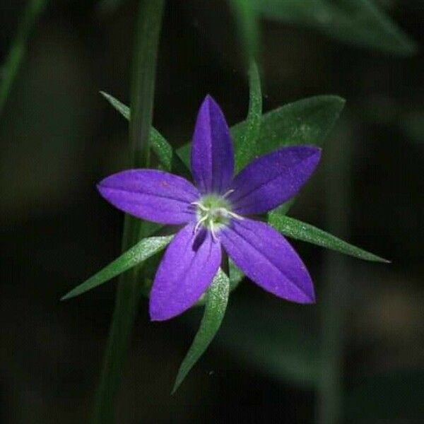 Spicate Venus's-looking-glass (Legousia Falcata) Plant Care & How to ...