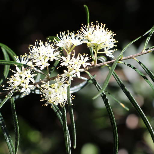 Toothed Phebalium (Leionema Dentatum) Care Guide: Water, Soil ...