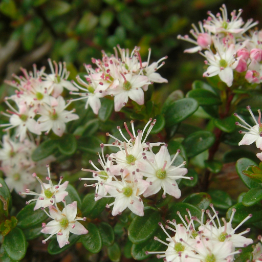 Sand Myrtle (Leiophyllum Buxifolium) Plant Care & How to Grow, Water