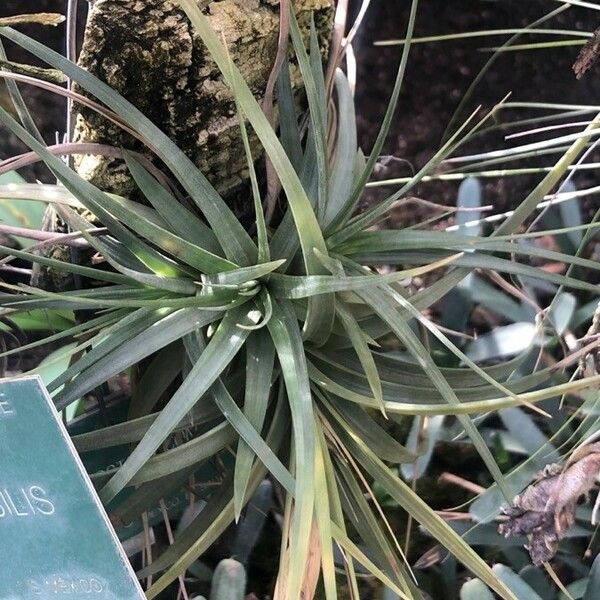 Lemeltonia Acosta-Solisii Care Guide: Water, Soil & Propagation - Plantiary