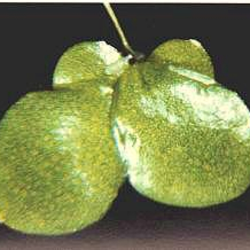 Fat Duckweed (Lemna Gibba) Plant Care & How to Grow, Water