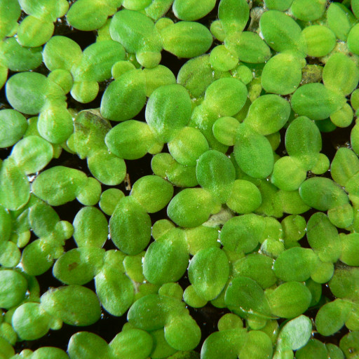 Common Duckweed (Lemna Minor) Plant Care & How to Grow, Water