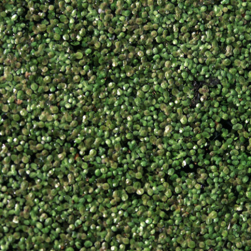 Least Duckweed (Lemna Minuta) Plant Care & How to Grow, Water