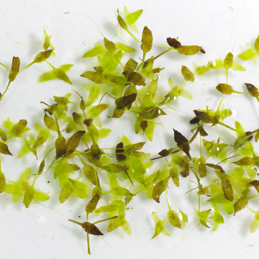 Narrow-Leaf Duckweed (Lemna Trisulca) Care Guide: Water, Soil ...