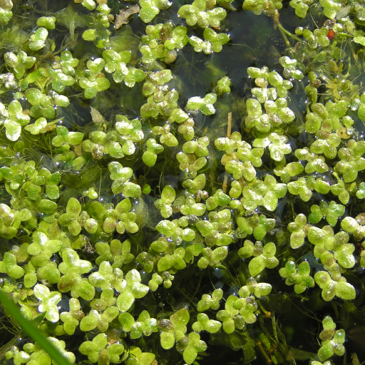 Scarlet Oak (Quercus Coccinea) Plant Care & How to Grow, Water