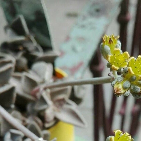 Lenophyllum Reflexum Plant Care & How to Grow, Water