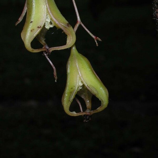 Lipped Orchid (Leochilus Labiatus) Care Guide: Water, Soil ...