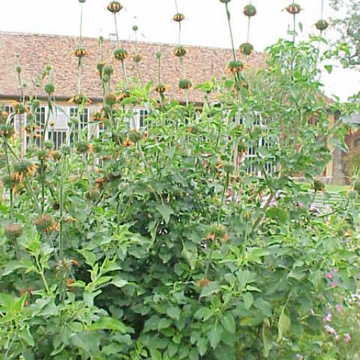 Leonitis Nepetifolia Care Guide: Water, Soil & Propagation - Plantiary