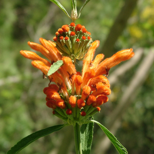 Lion's Ear (Leonotis Leonurus) Plant Care & How to Grow, Water