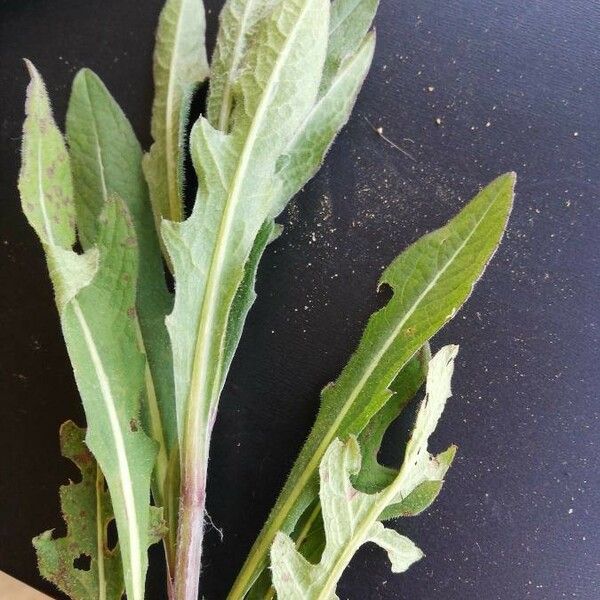 Leontodon Incanus Plant Care & How to Grow, Water