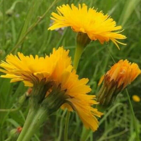 Leontodon Laciniatus Plant Care & How to Grow, Water