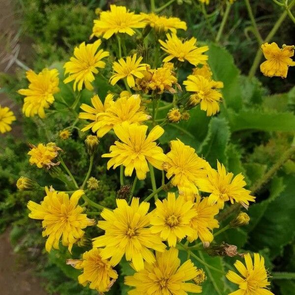 Rigid Hawkbit (Leontodon Rigens) Plant Care & How to Grow, Water