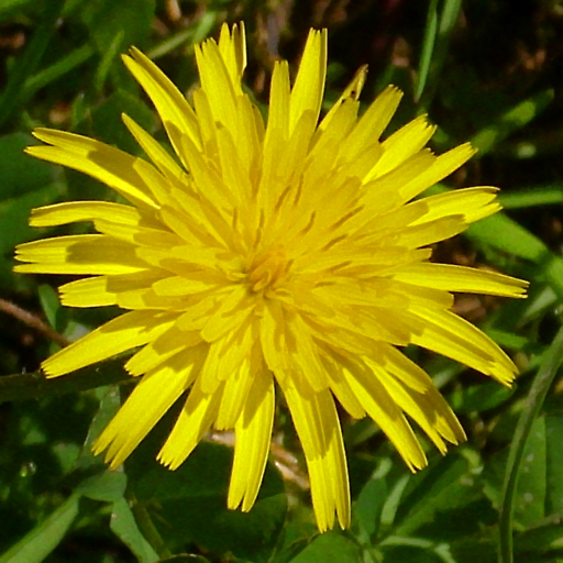 Tuberous Hawkbit (Leontodon Tuberosus) Plant Care & How to Grow, Water