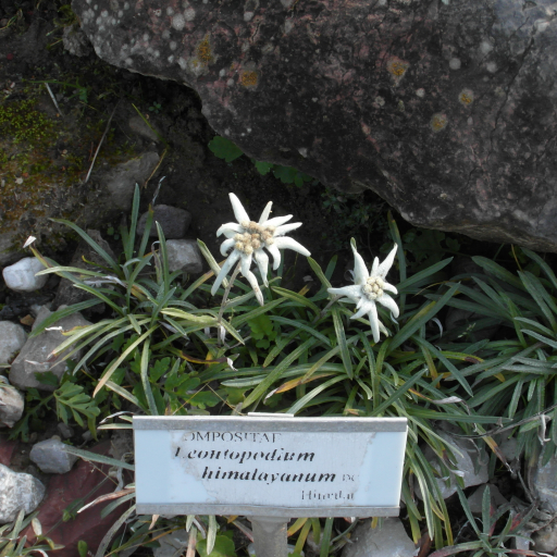 Himalayan Edelweiss (Leontopodium Himalayanum) Care Guide: Water, Soil ...