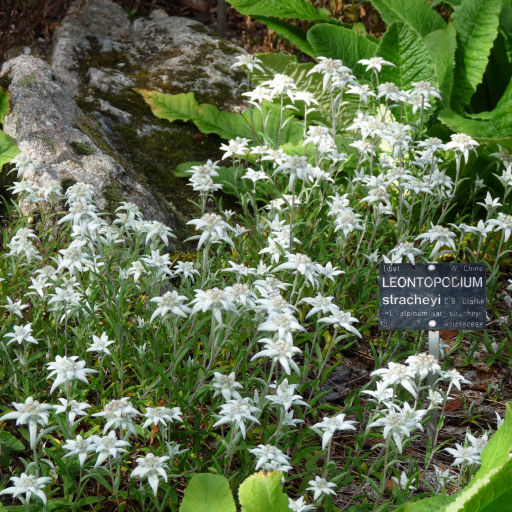 Leontopodium Stracheyi Plant Care & How to Grow, Water