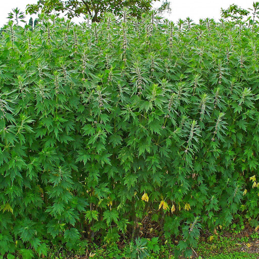 Common Motherwort (Leonurus Cardiaca) Plant Care & How to Grow, Water